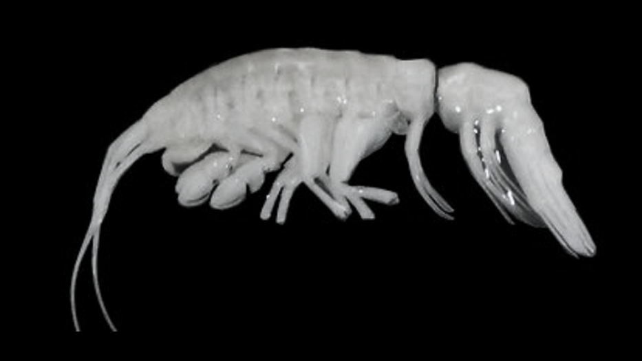 New alien-like predatory creature discovered in deep ocean