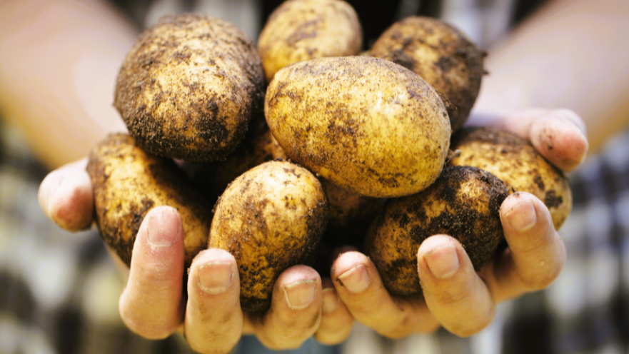 Potatoes genetically modified to produce dairy protein in Israel