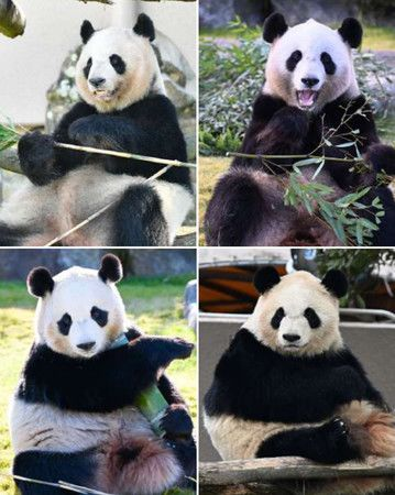 All four giant pandas at western Japan park to return to China in June ...