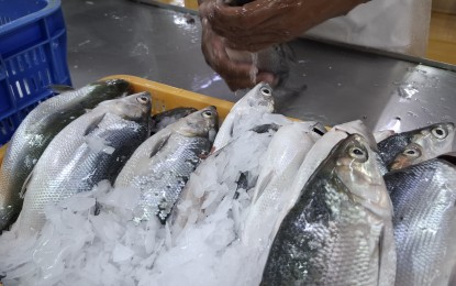 BFAR ensures sufficient fish supply in Ilocos region
