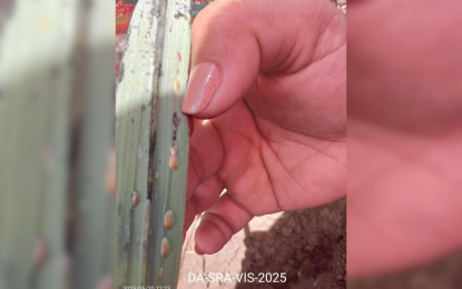 SRA Intensifies Control of Invasive Red-Striped Insects