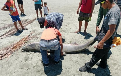 Dead Male Blue Shark found washed ashore in Barangay Lipit