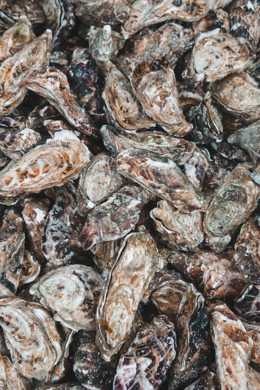 Shellfish in two Pangasinan towns cleared of red tide