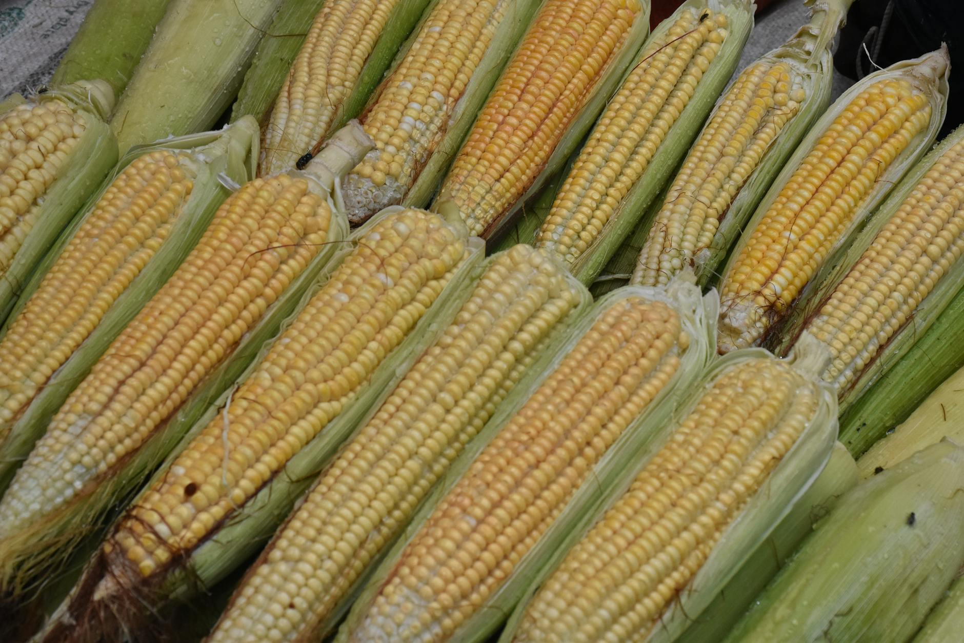 Gov’t urged to reform corn tariffs to reduce meat prices